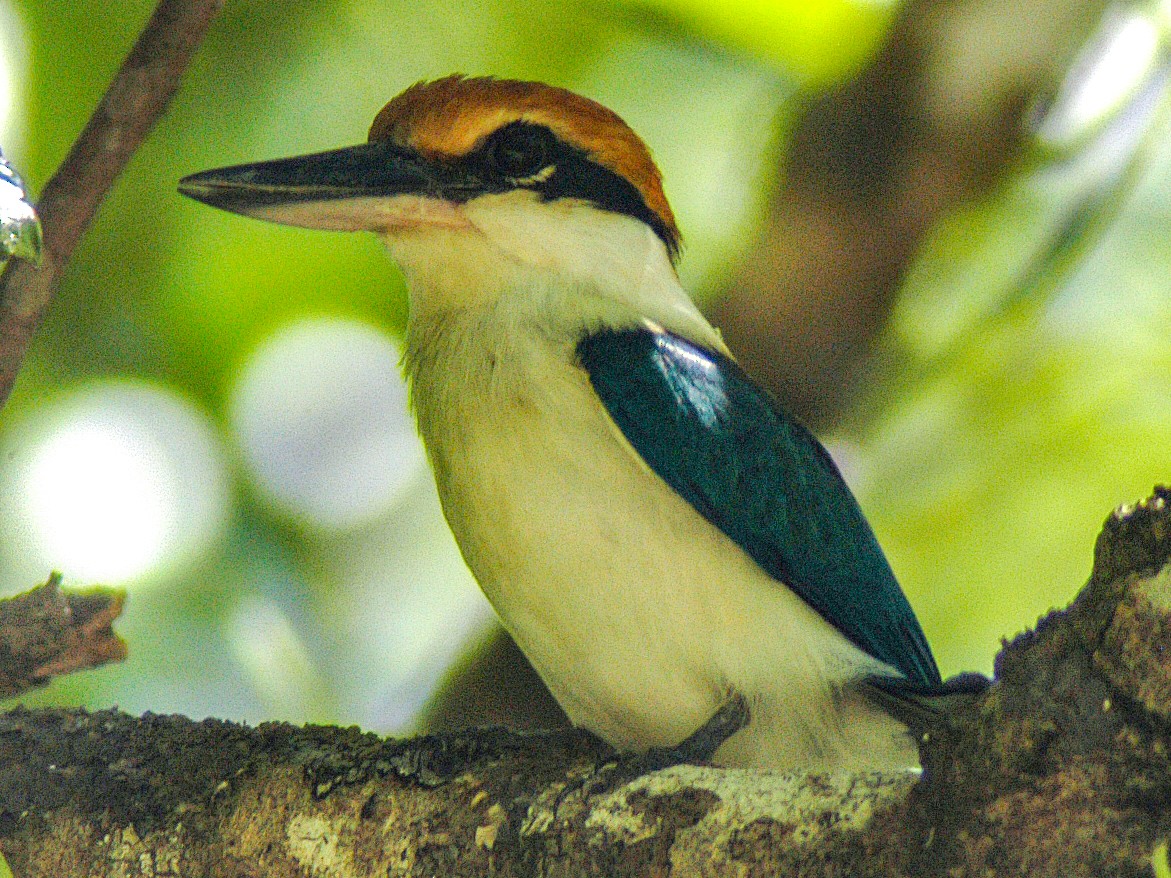 Rusty-capped Kingfisher - eBird