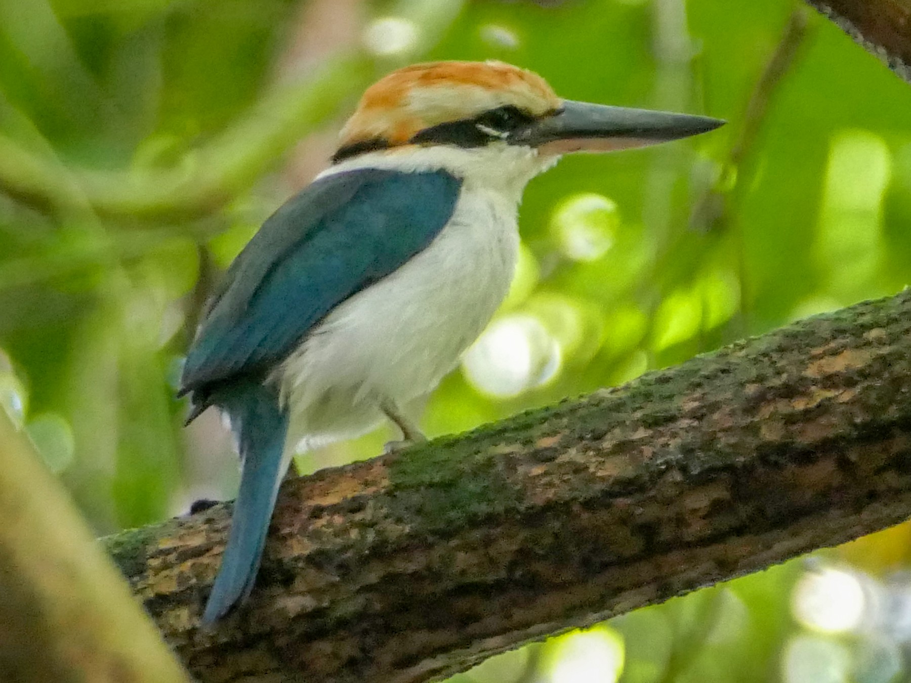 Rusty-capped Kingfisher - eBird