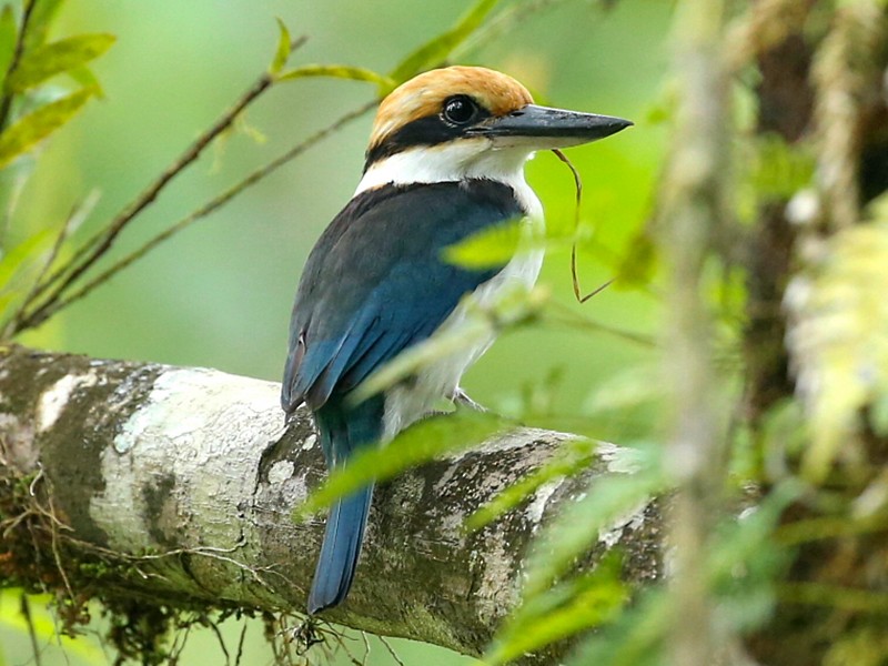 Pohnpei Kingfisher - eBird