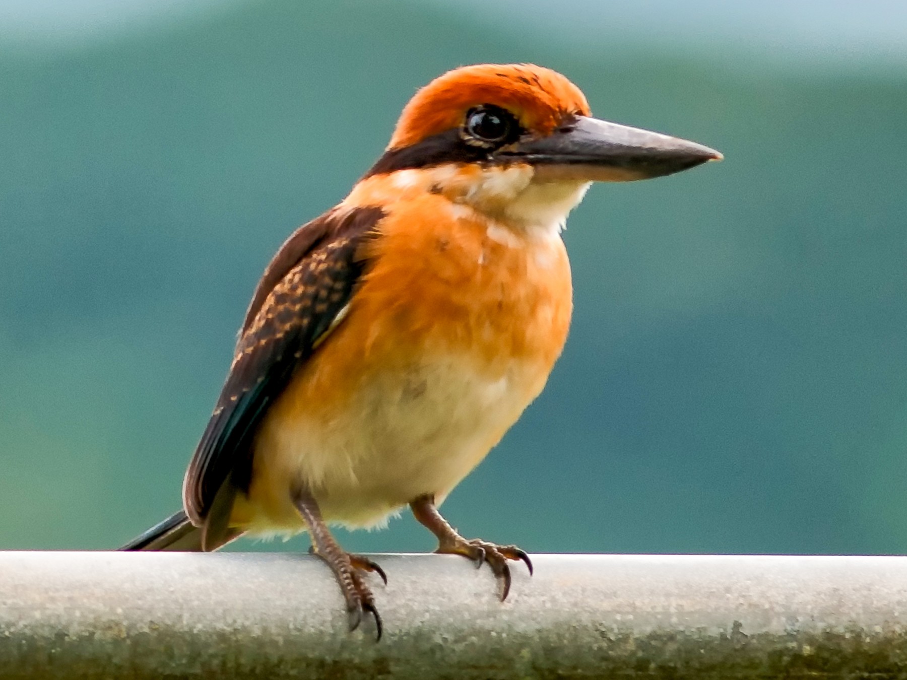 Pohnpei Kingfisher - eBird