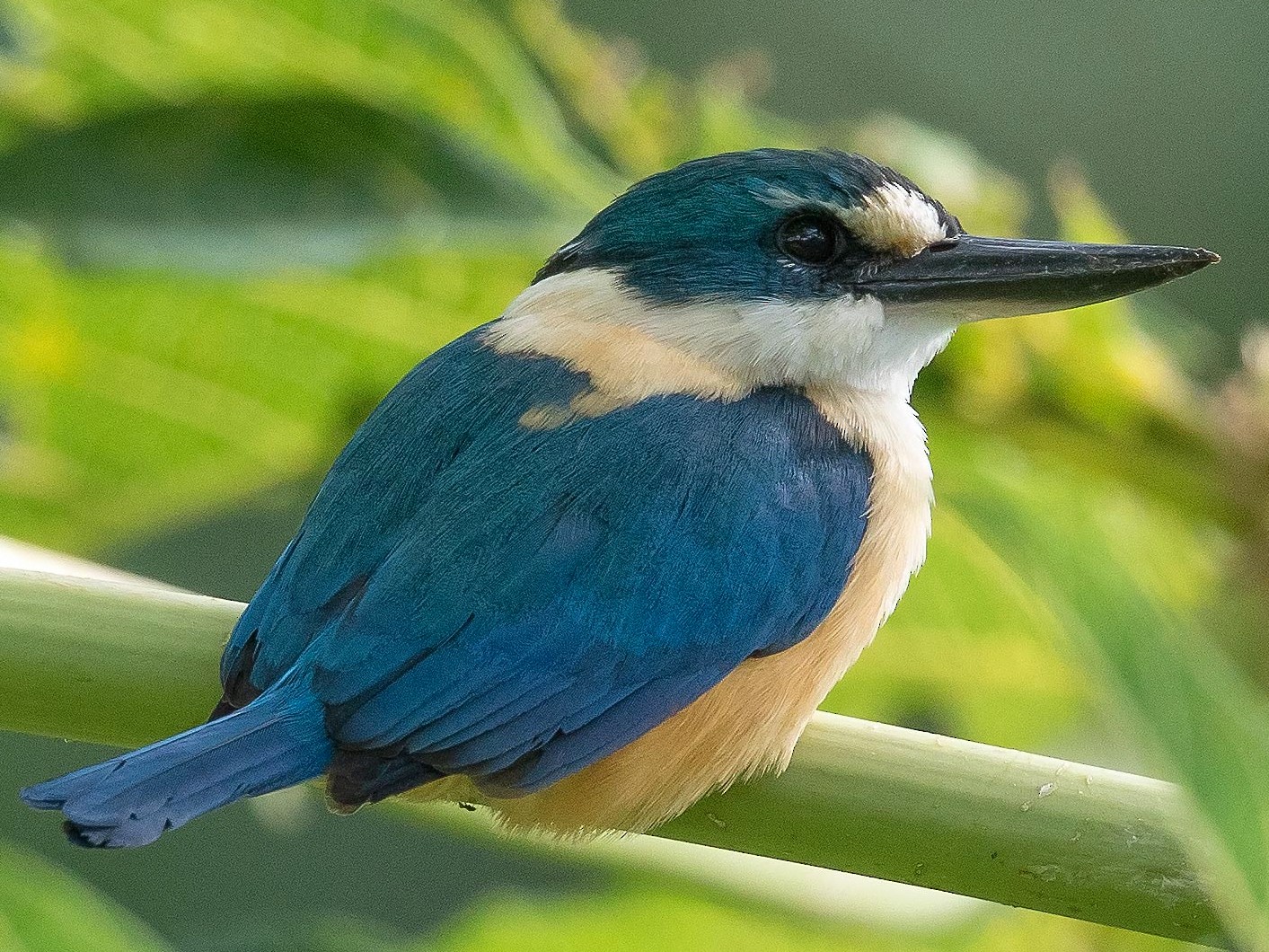 Flat-billed Kingfisher - eBird