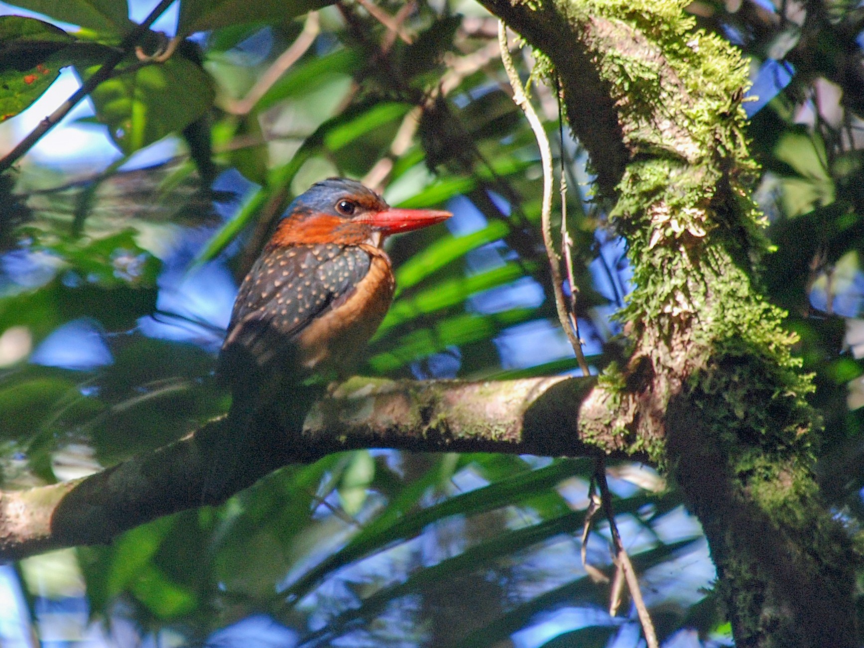 Hombron's Kingfisher - eBird