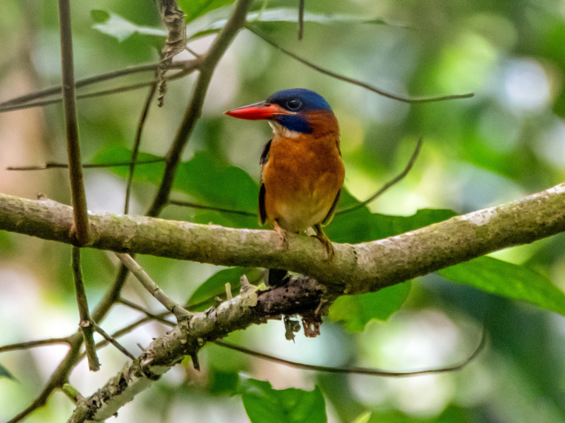 Hombron's Kingfisher - eBird