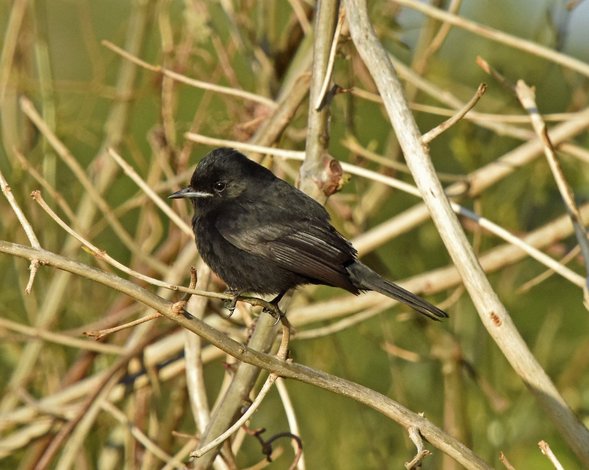 Hudson's Black-Tyrant - Knipolegus hudsoni - Birds of the World