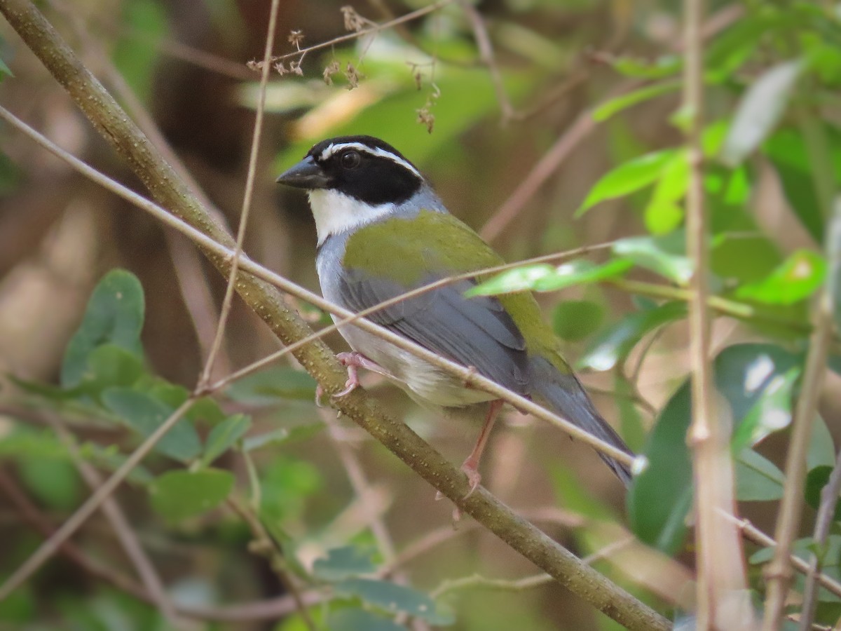 ML371624201 Black-capped Sparrow Macaulay Library