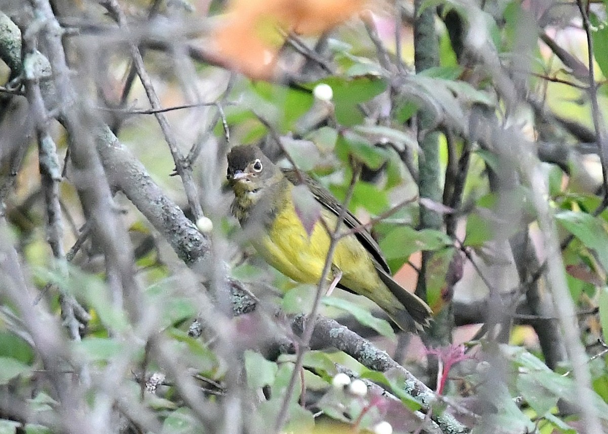 eBird Checklist - 22 Sep 2021 - Bob & Betty Cummings Memorial Park - 30 ...