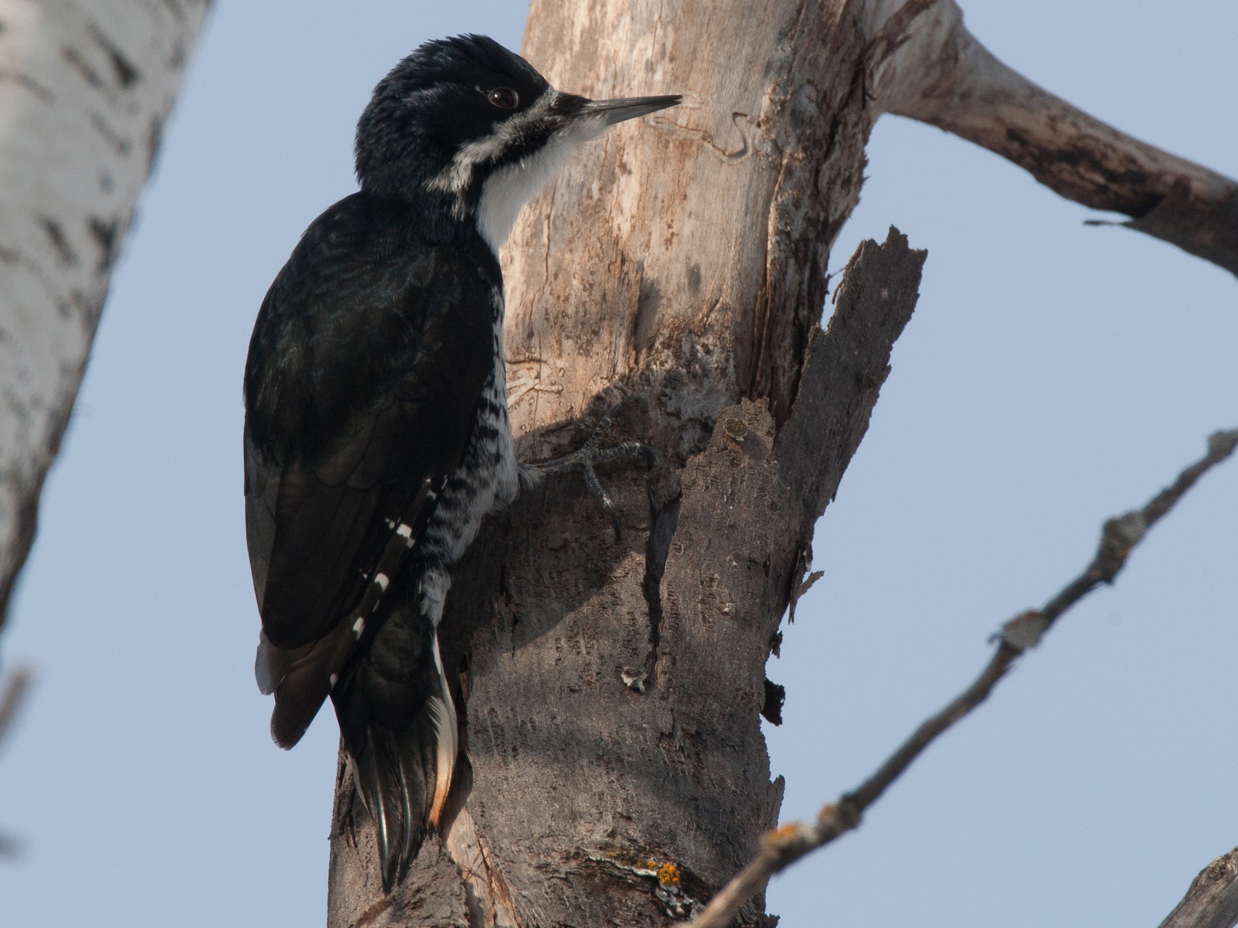 Black-backed Woodpecker - eBird