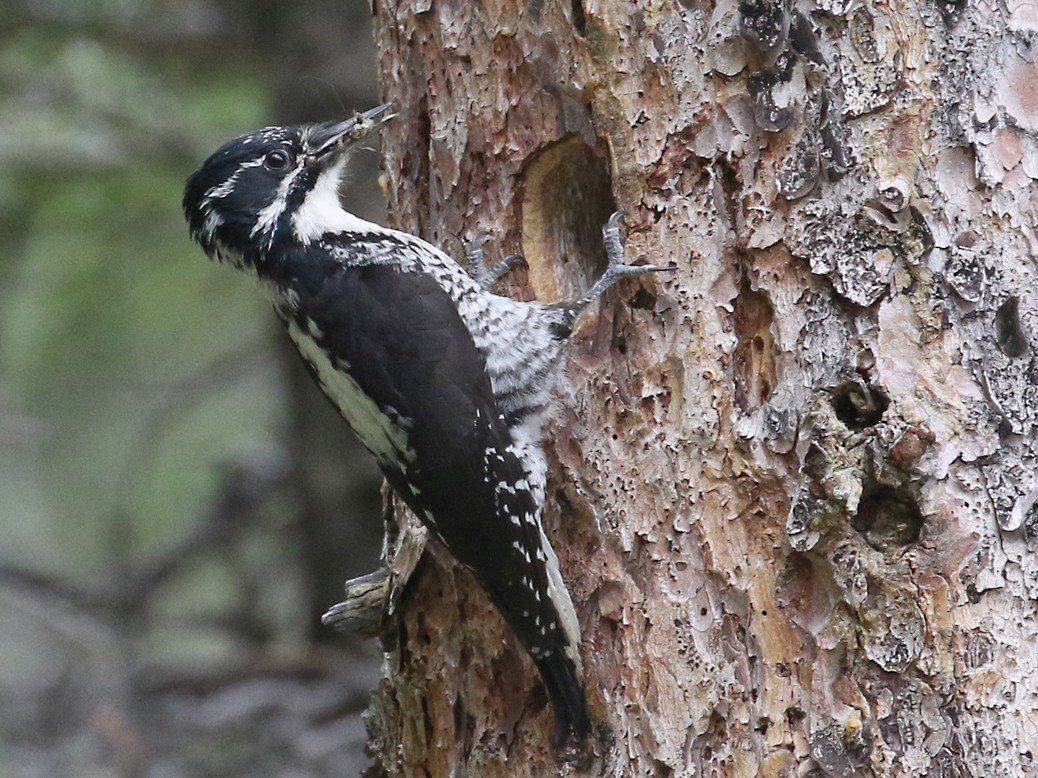 American Three-toed Woodpecker - eBird