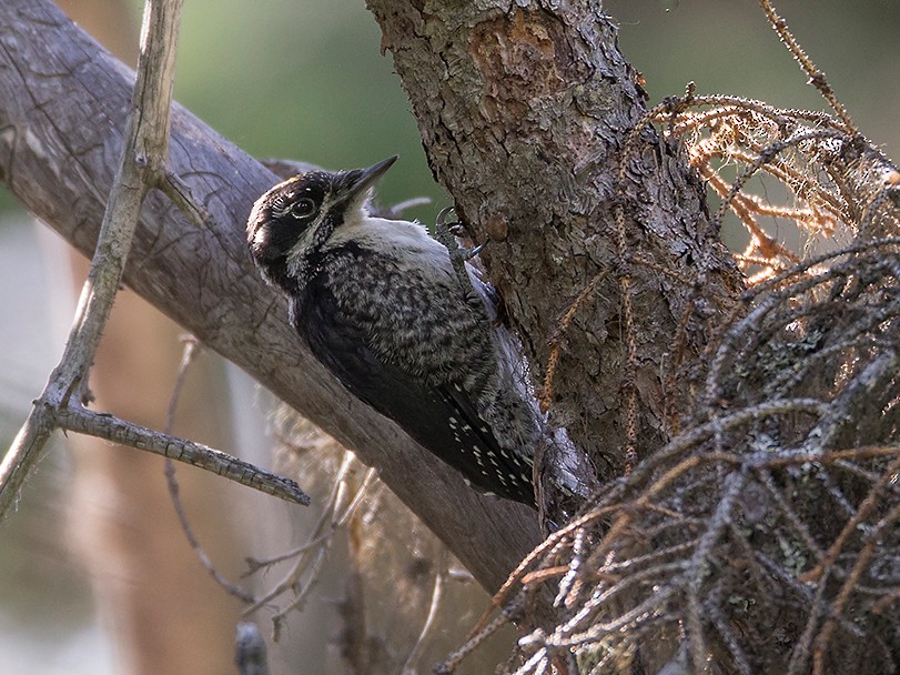 American Three-toed Woodpecker - eBird