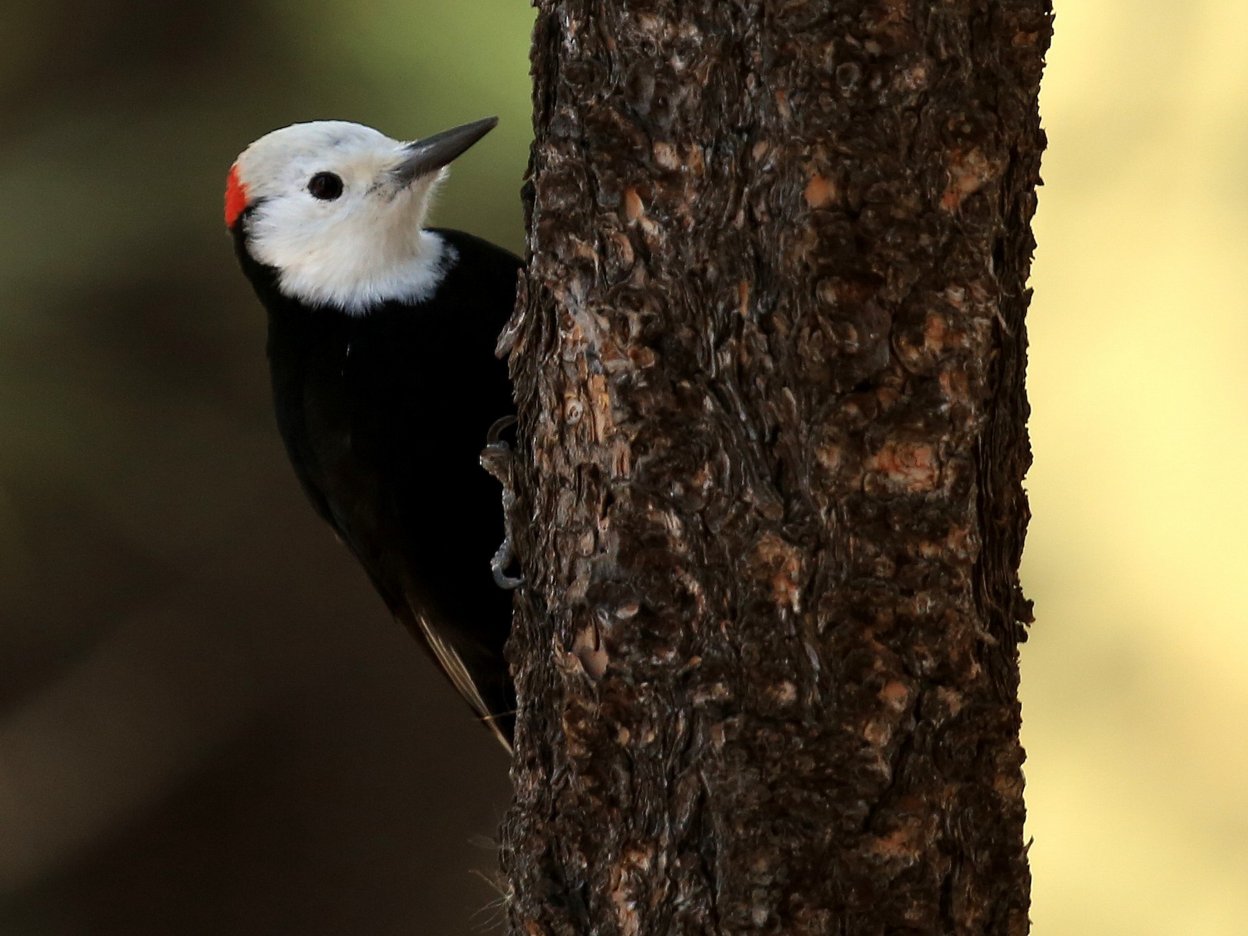 White-headed Woodpecker - eBird