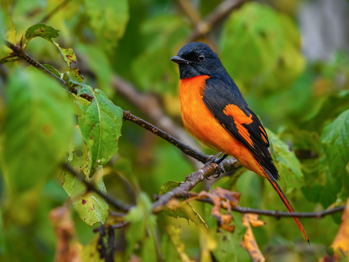 Orange Minivet - Pericrocotus flammeus - Birds of the World