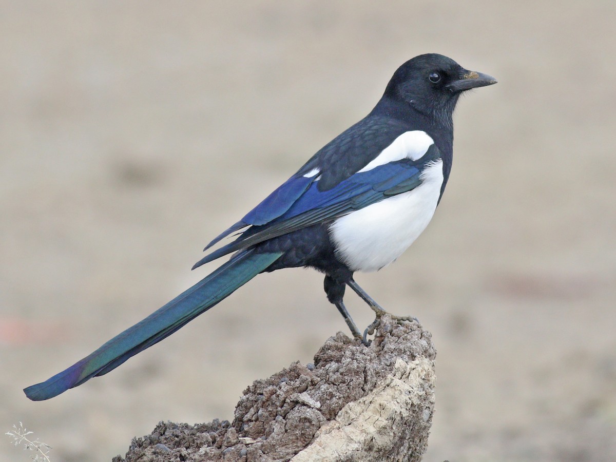 Black-rumped Magpie - Pica bottanensis - Birds of the World