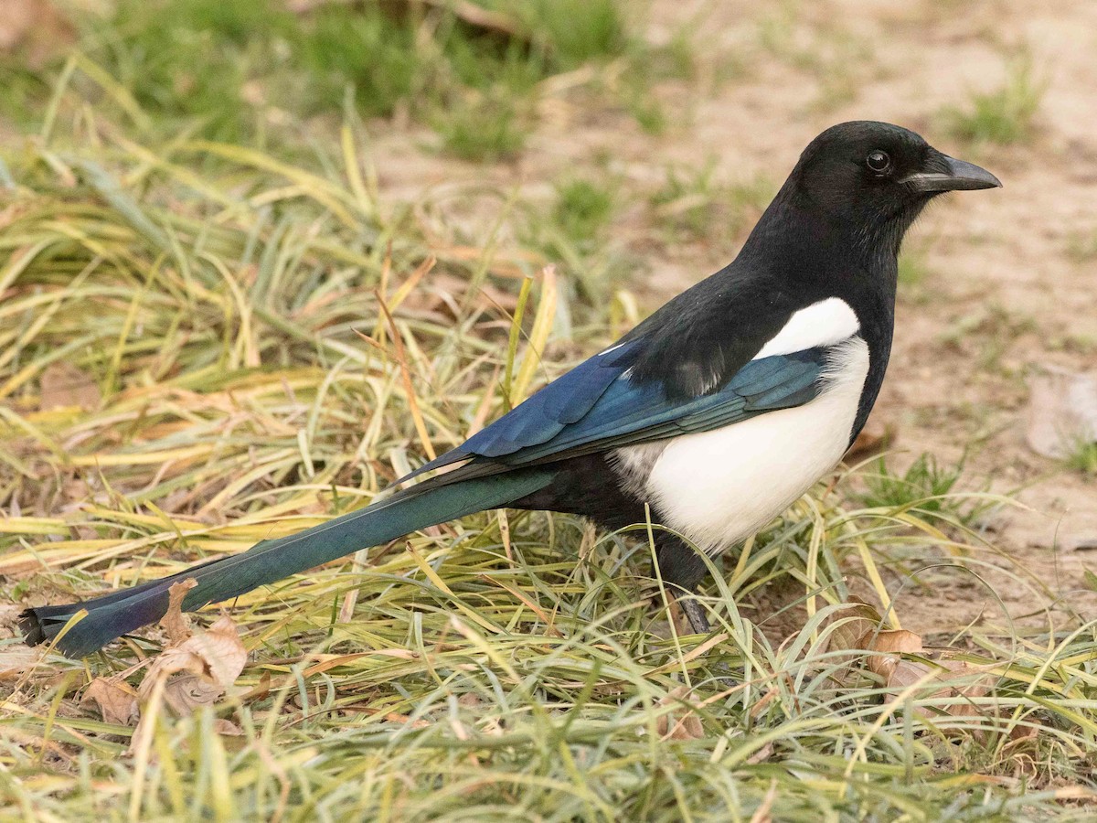 Oriental Magpie - Pica serica - Birds of the World
