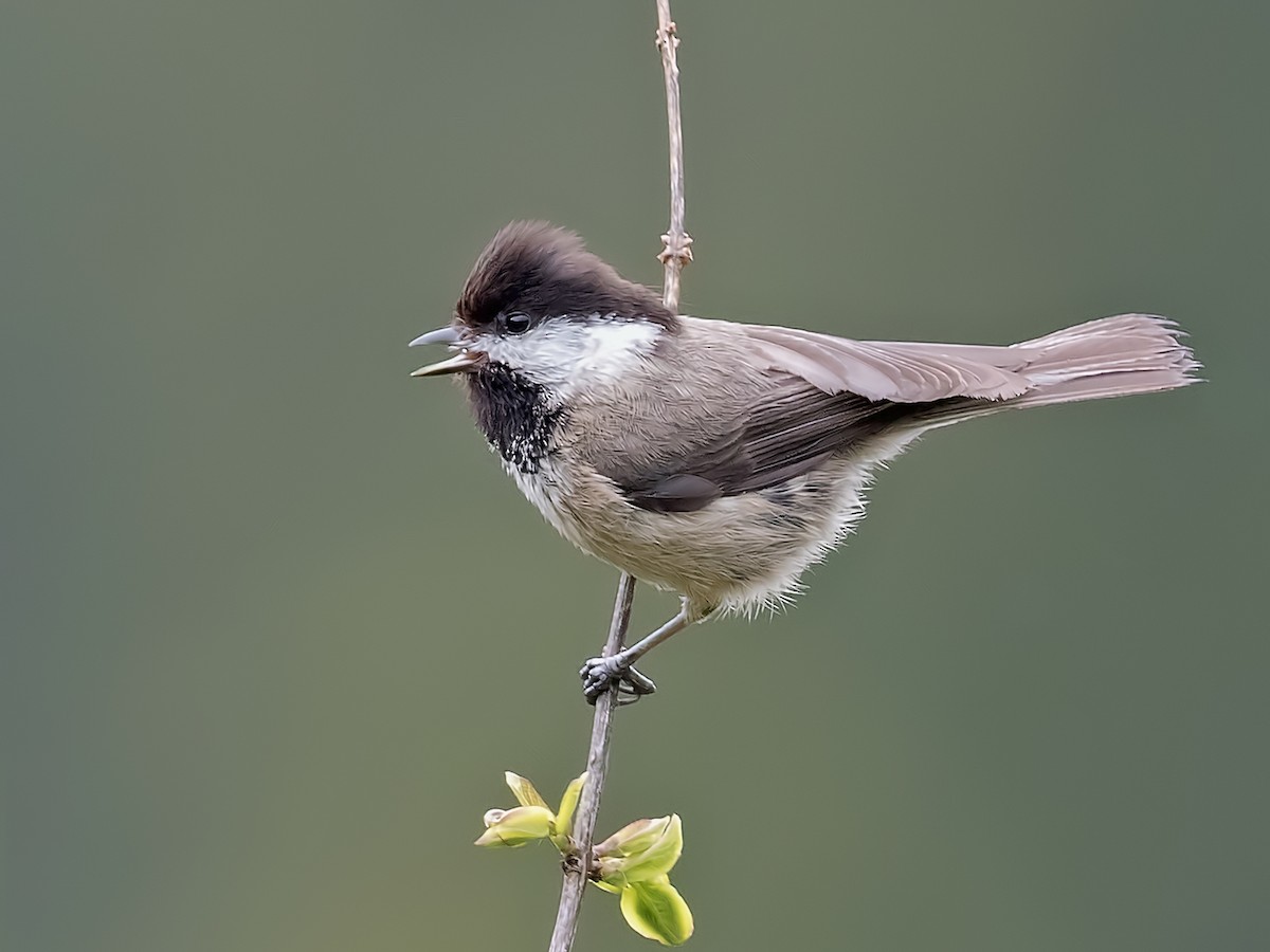 Sichuan Tit - Poecile weigoldicus - Birds of the World