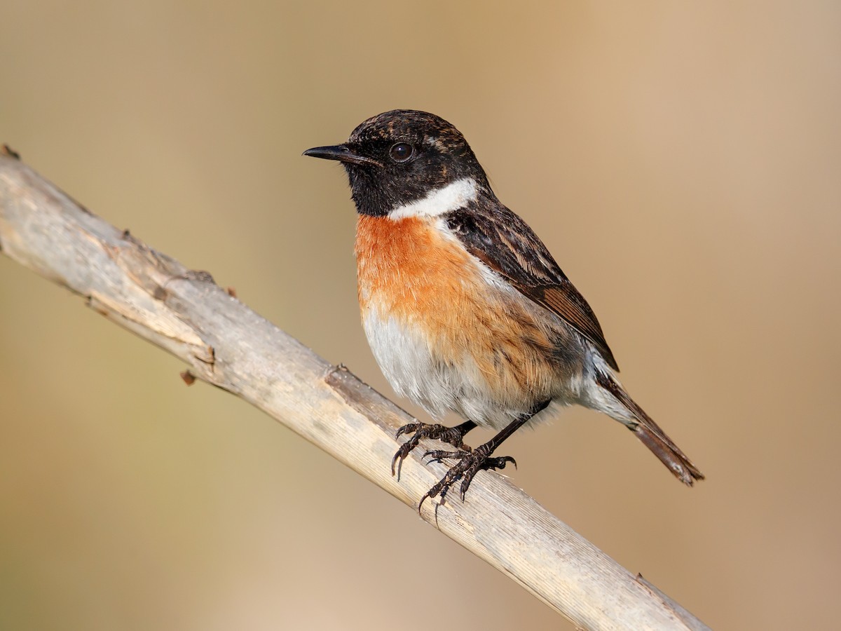 European Stonechat - Saxicola rubicola - Birds of the World