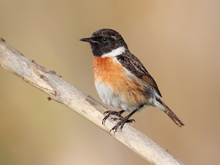 European Stonechat - Saxicola rubicola - Birds of the World