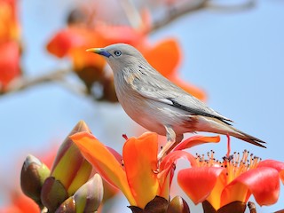Chestnut-tailed Starling - Sturnia malabarica - Birds of the World