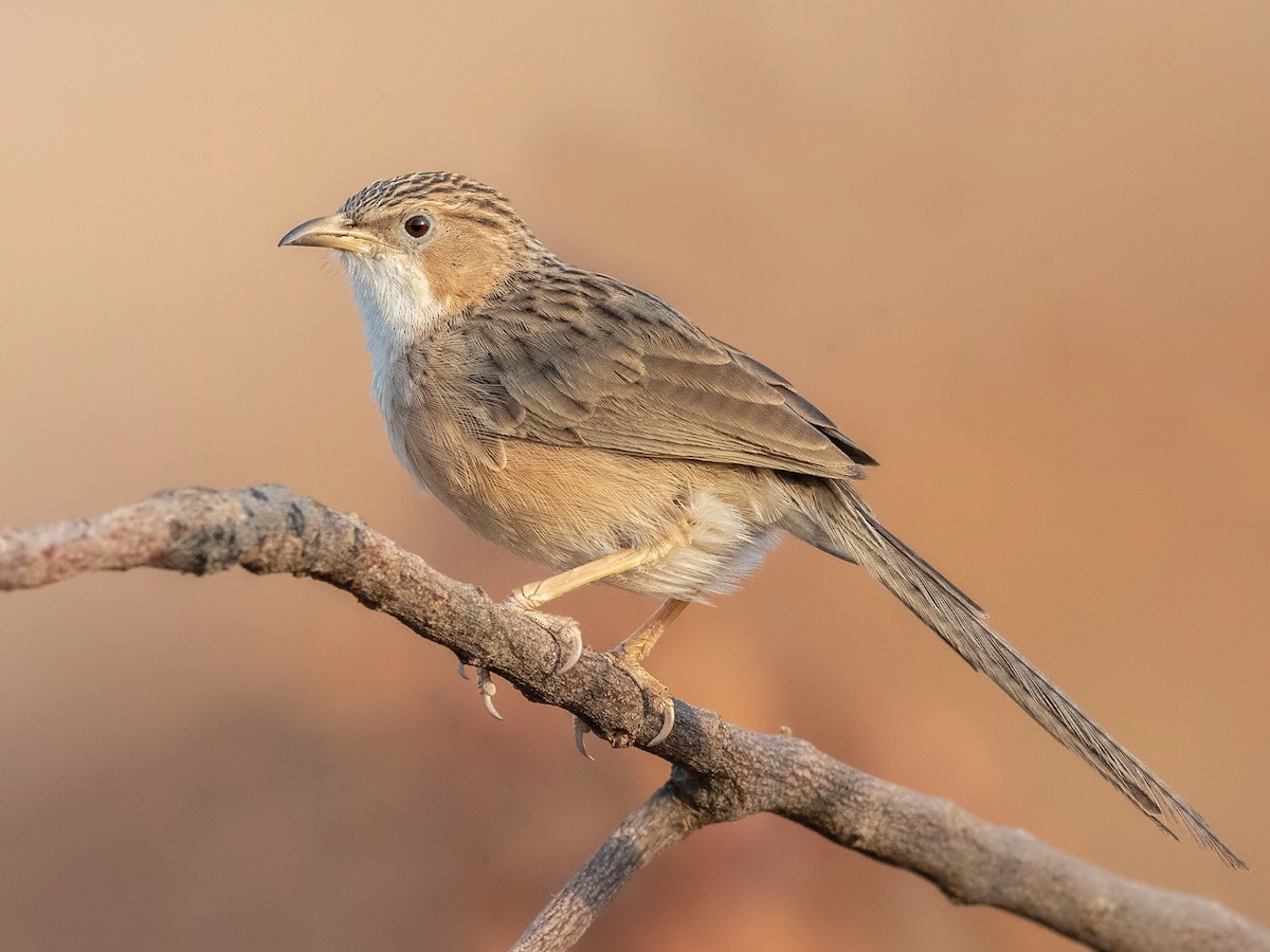 Common Babbler - Argya caudata - Birds of the World