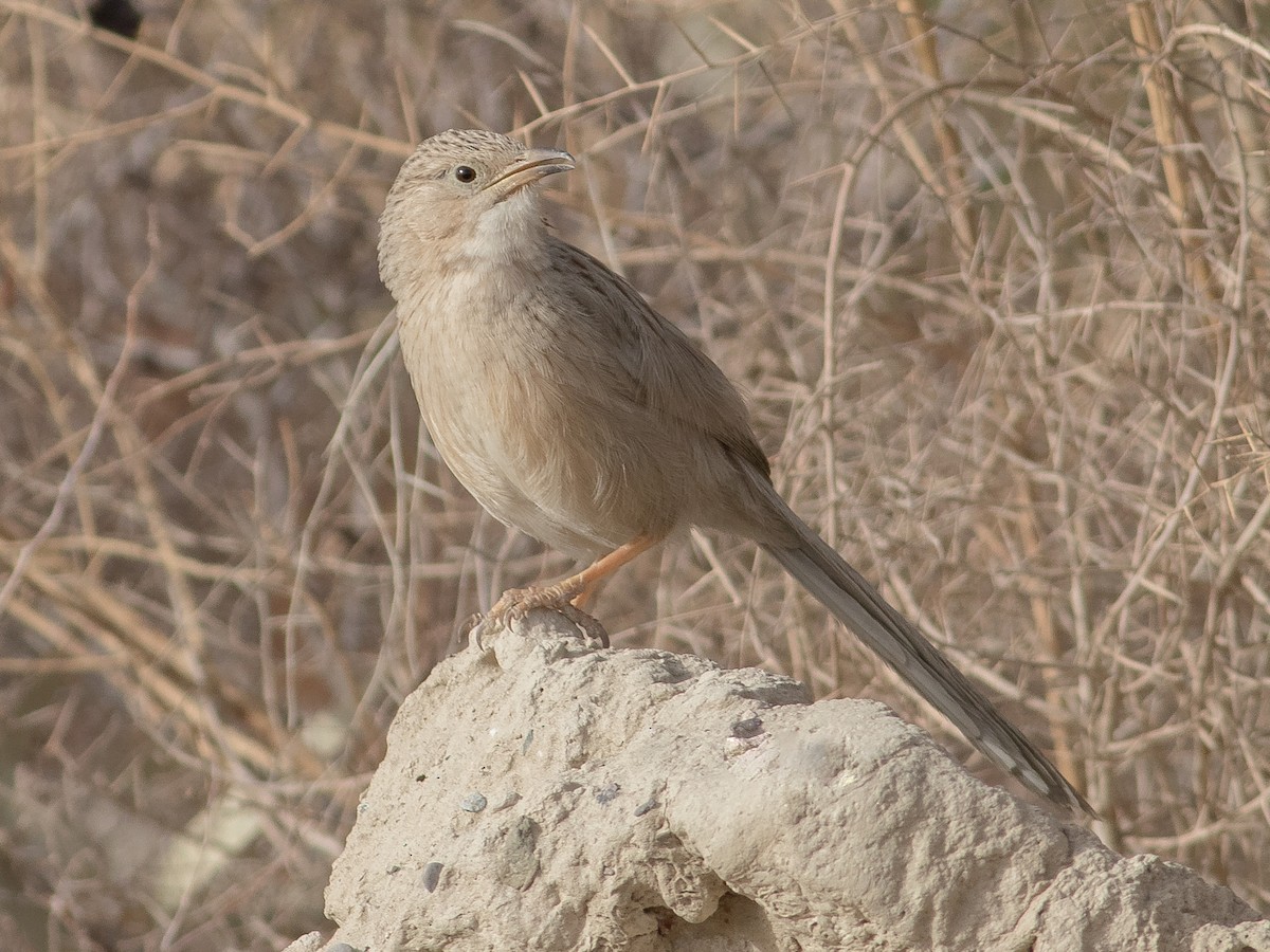 Afghan Babbler - Argya huttoni - Birds of the World