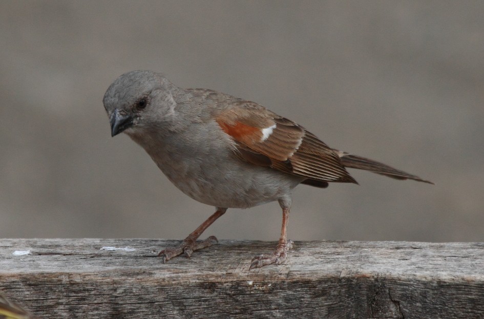 Swahili Sparrow - Passer suahelicus - Birds of the World