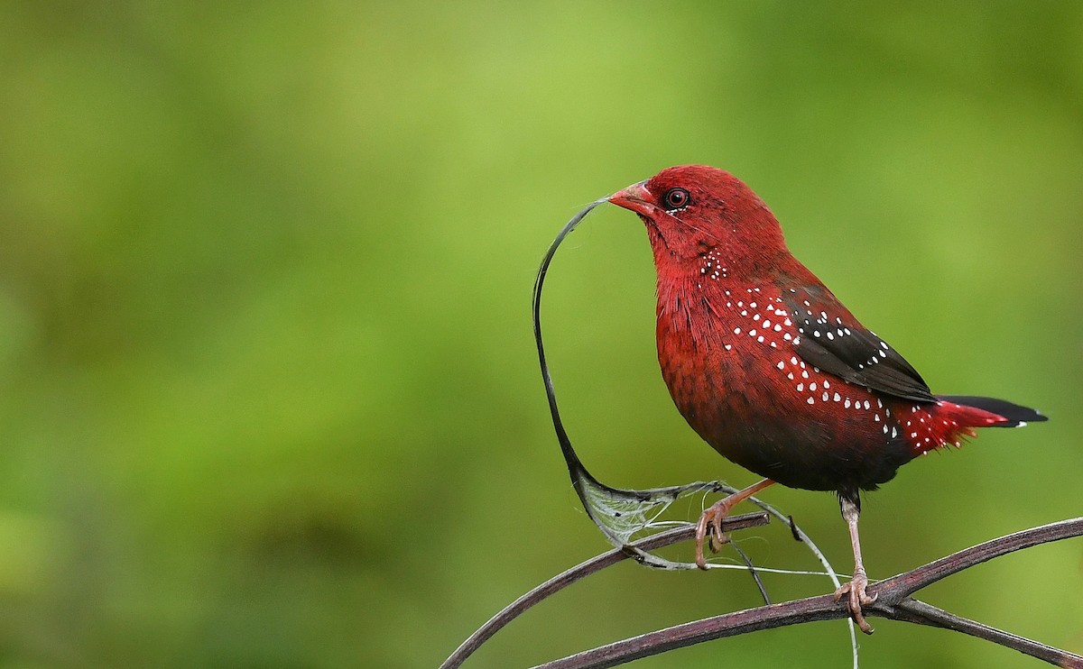 ML371777121 Red Avadavat Macaulay Library