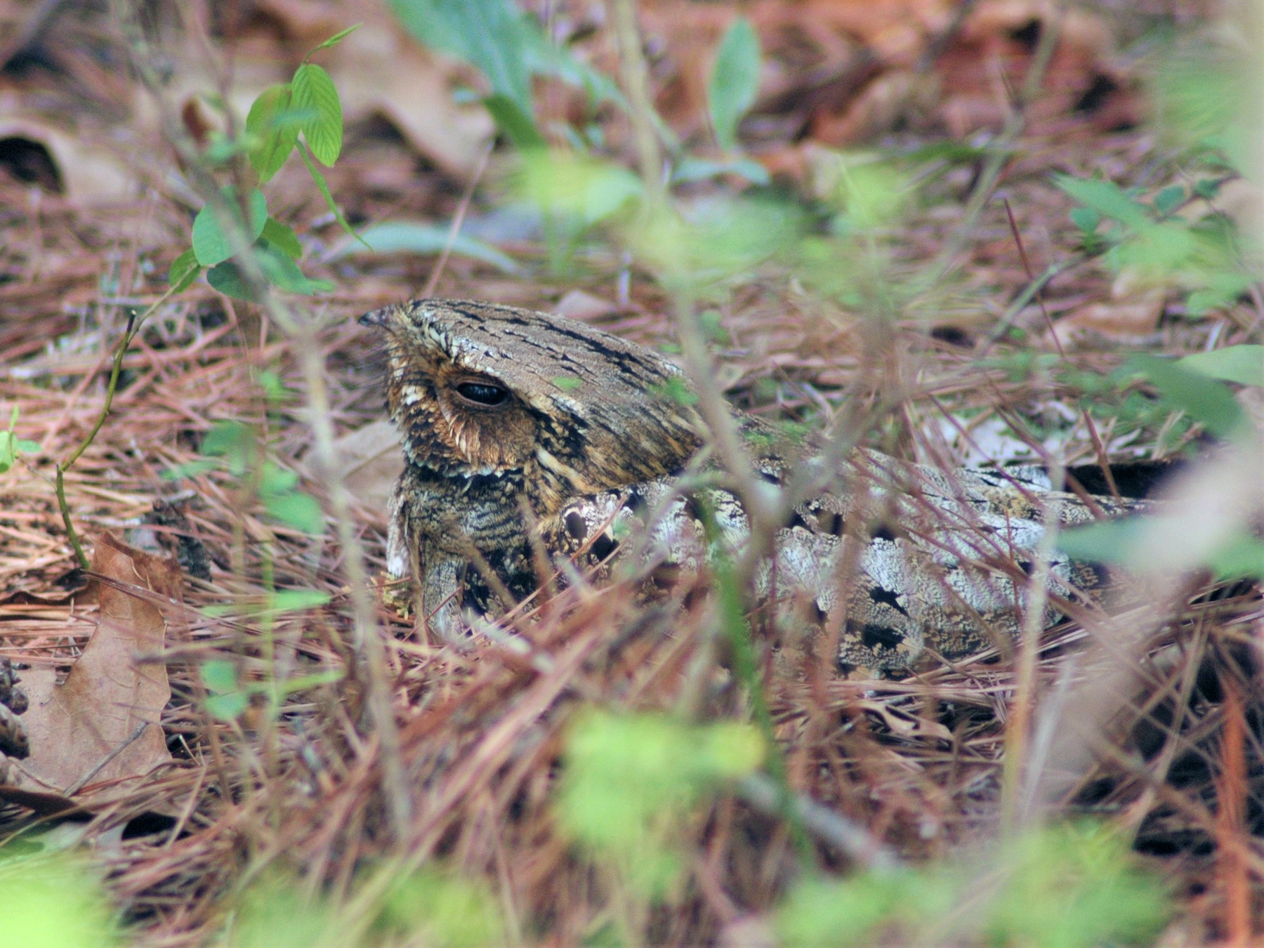 Chuck-will's-widow - eBird