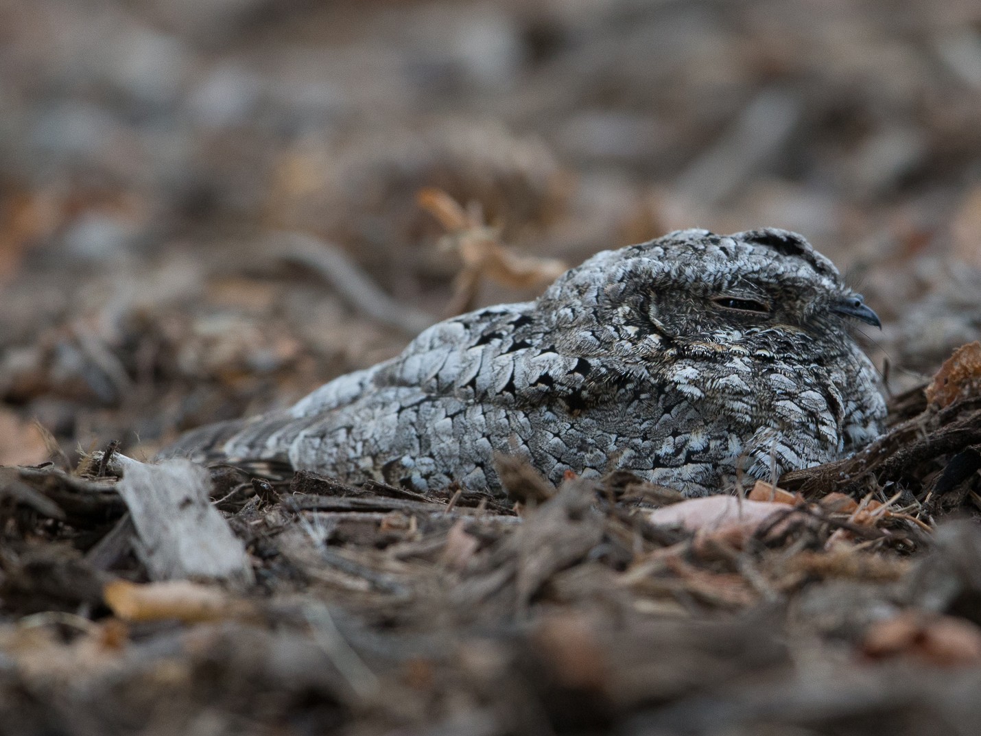 Common Poorwill - eBird