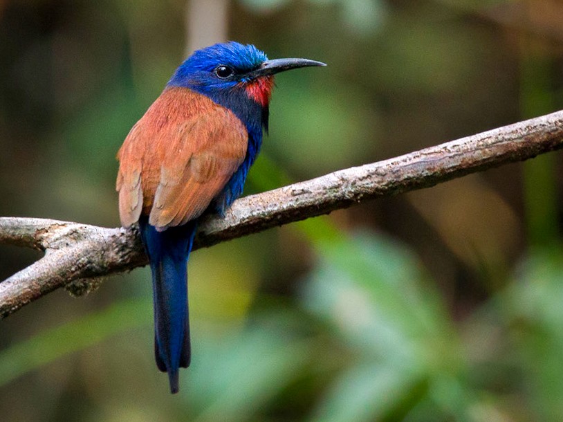 Blue-moustached Bee-eater - eBird
