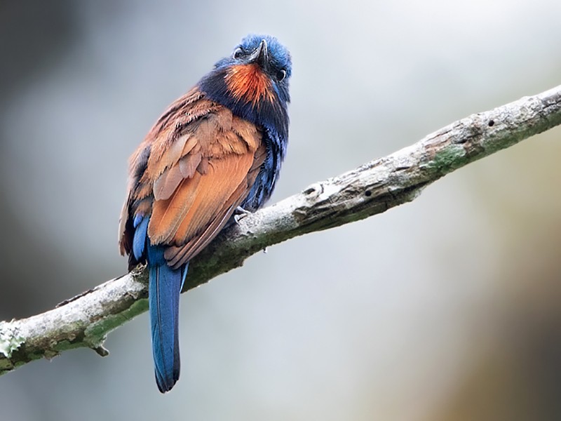 Blue-moustached Bee-eater - eBird