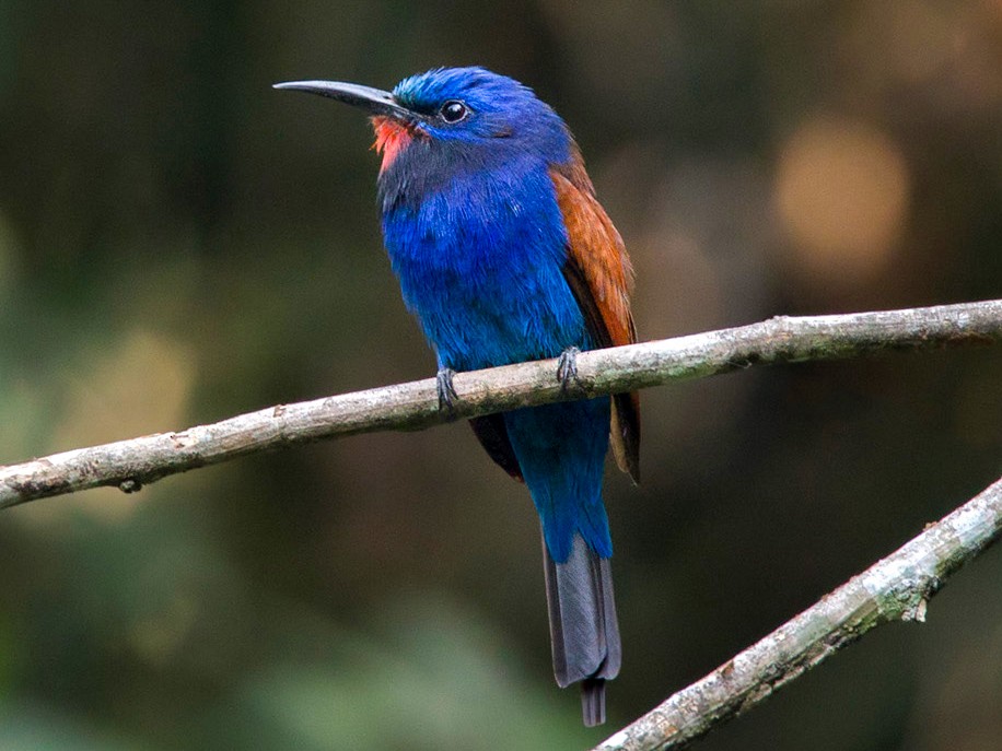 Blue-moustached Bee-eater - eBird