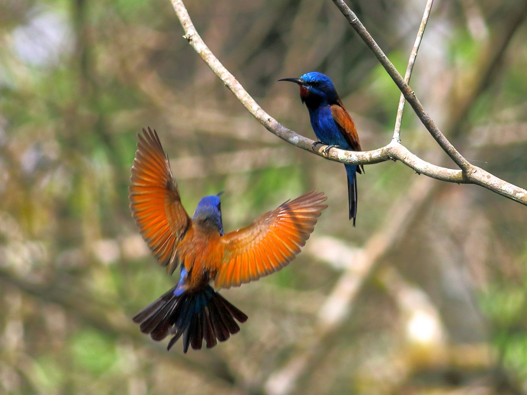 Blue-moustached Bee-eater - eBird