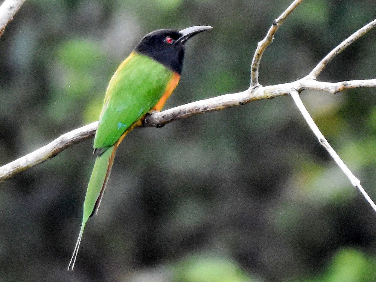Black-headed Bee-eater - eBird