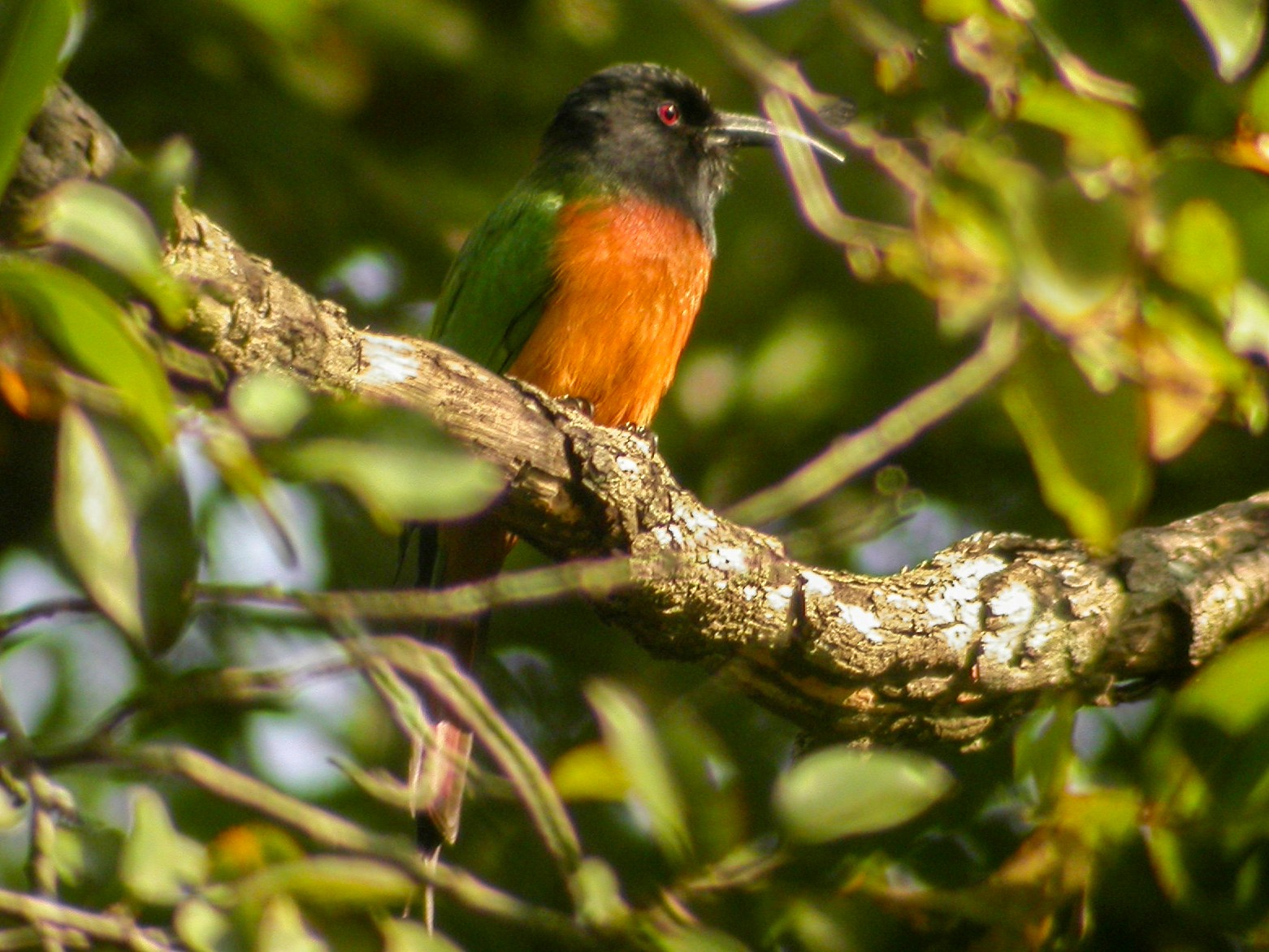 vlha černohlavá - eBird