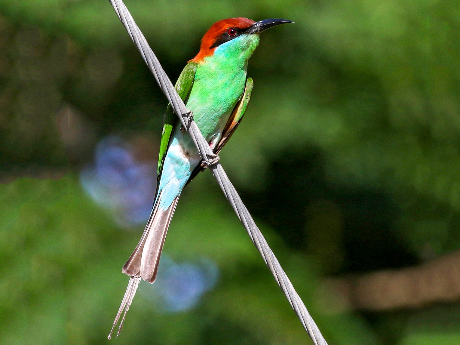 Rufous-crowned bee-eater - eBird