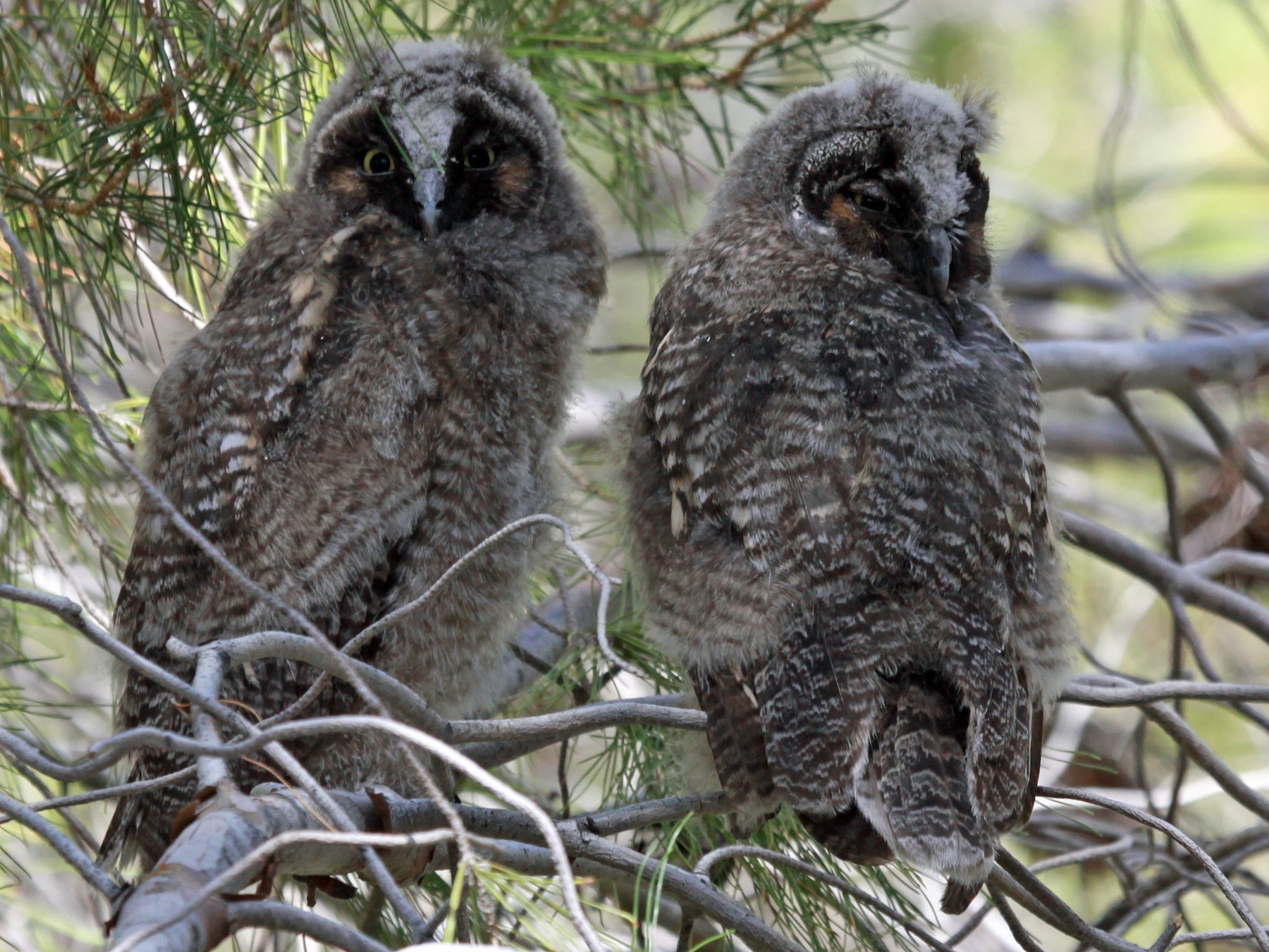 Long-eared Owl - eBird
