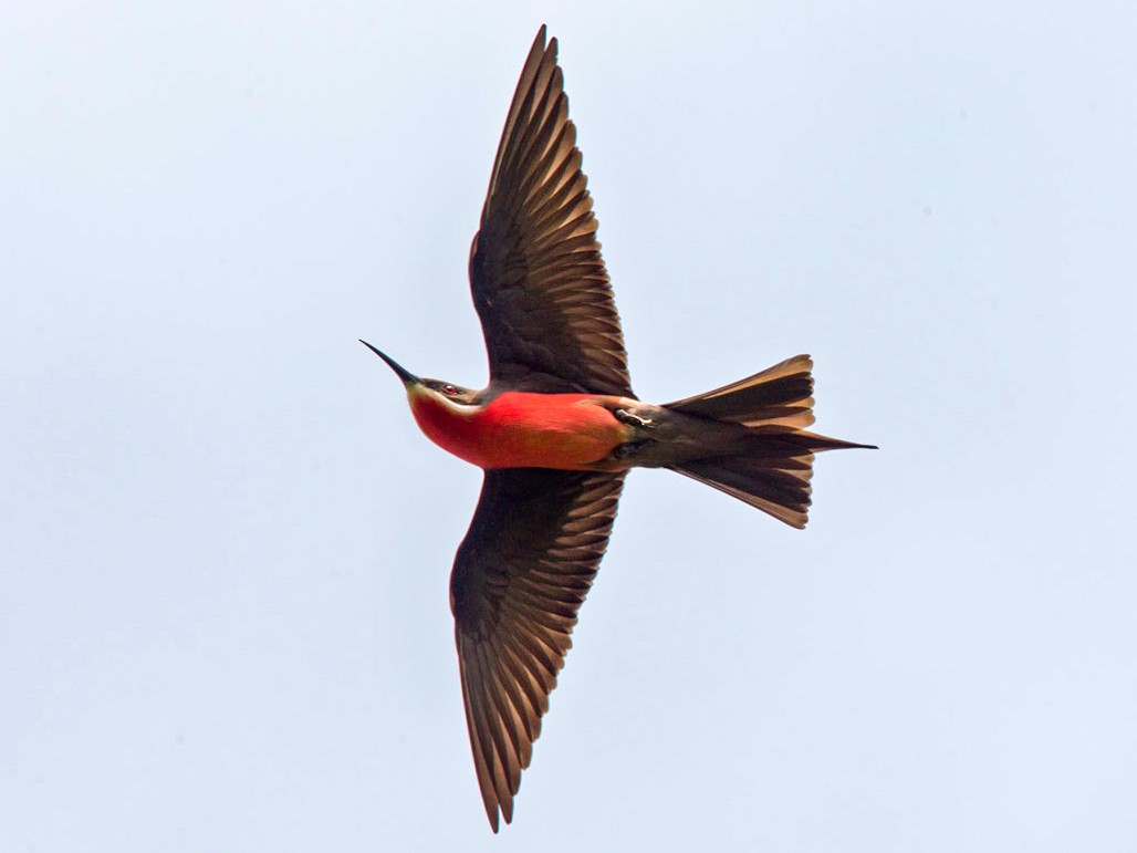 Rosy Bee-eater - eBird