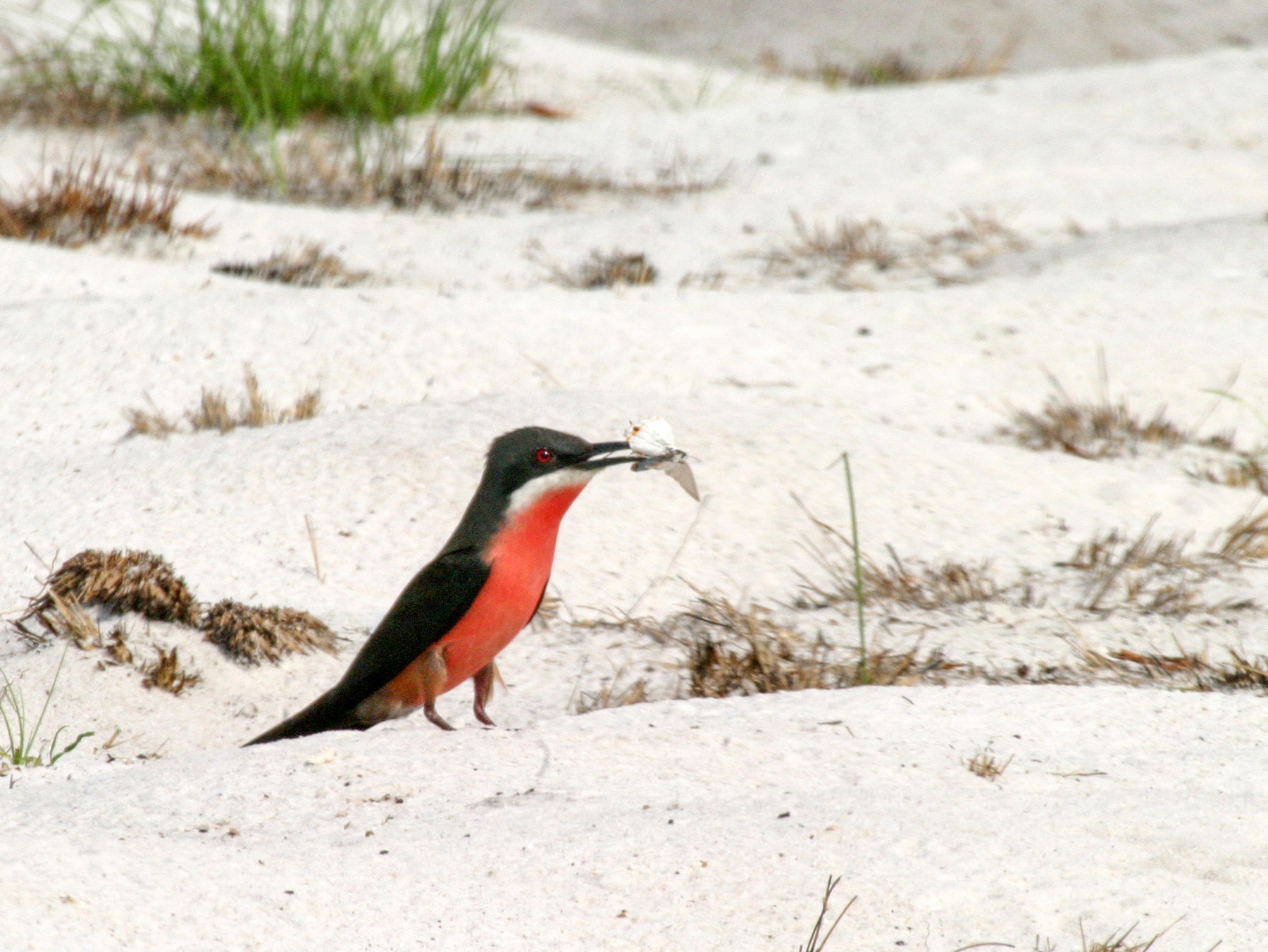 Abejaruco de Malimba - eBird