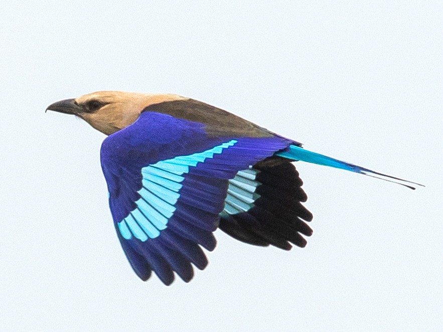 Blue-bellied Roller - eBird