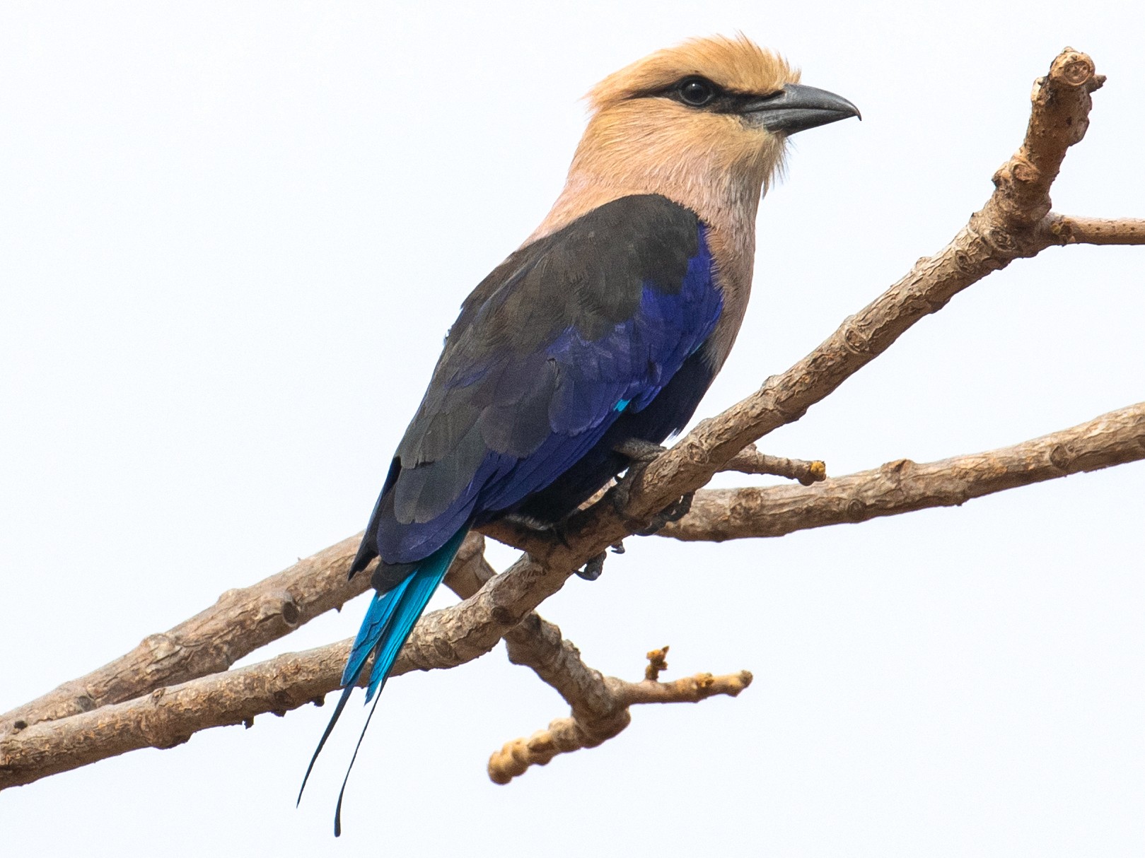 Blue-bellied Roller - eBird