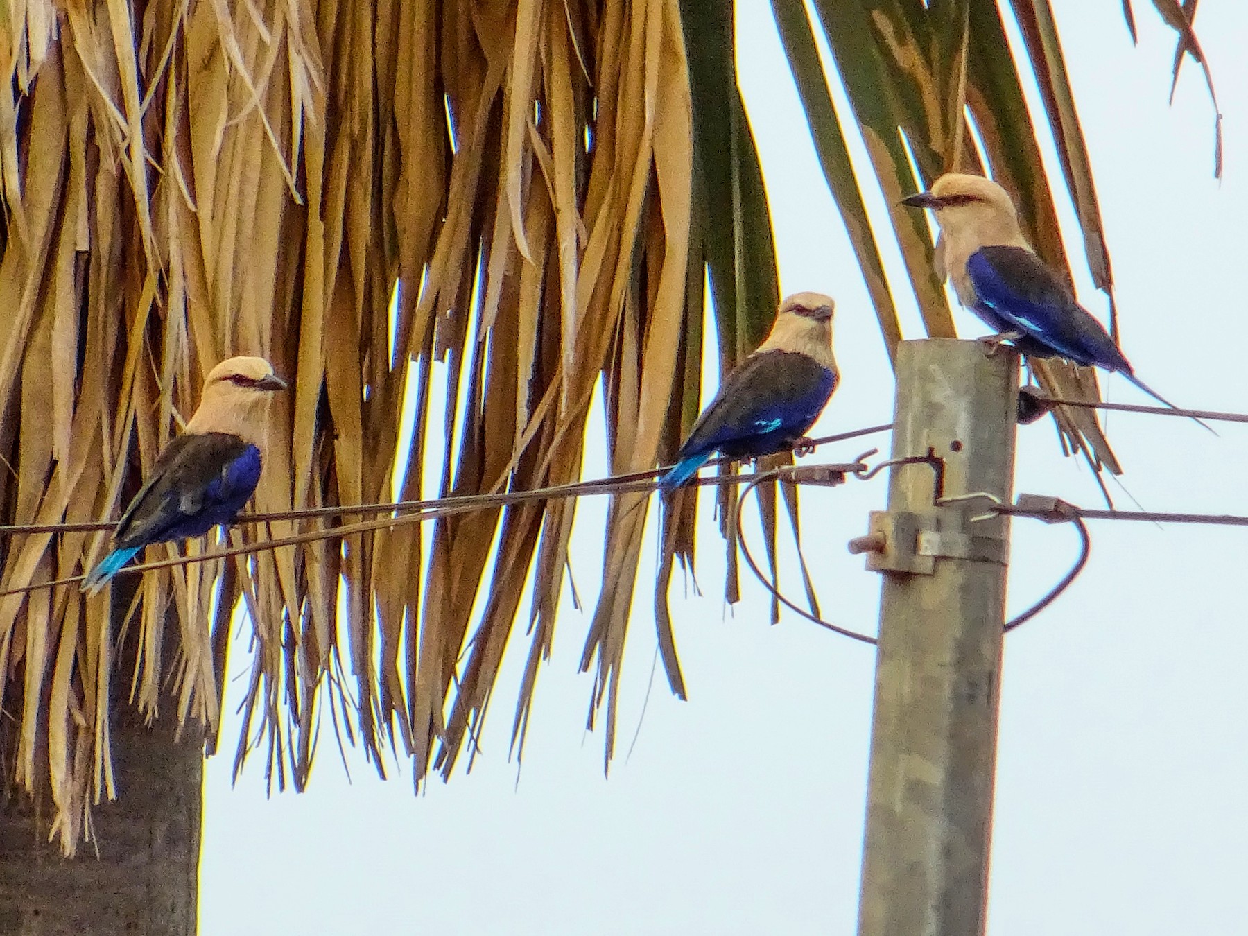Blue-bellied Roller - eBird