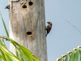 Barbudo de Sladen - eBird