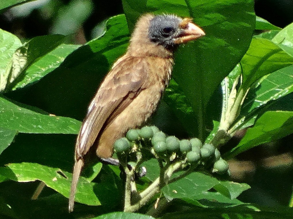 Barbudo de Pinceles - eBird