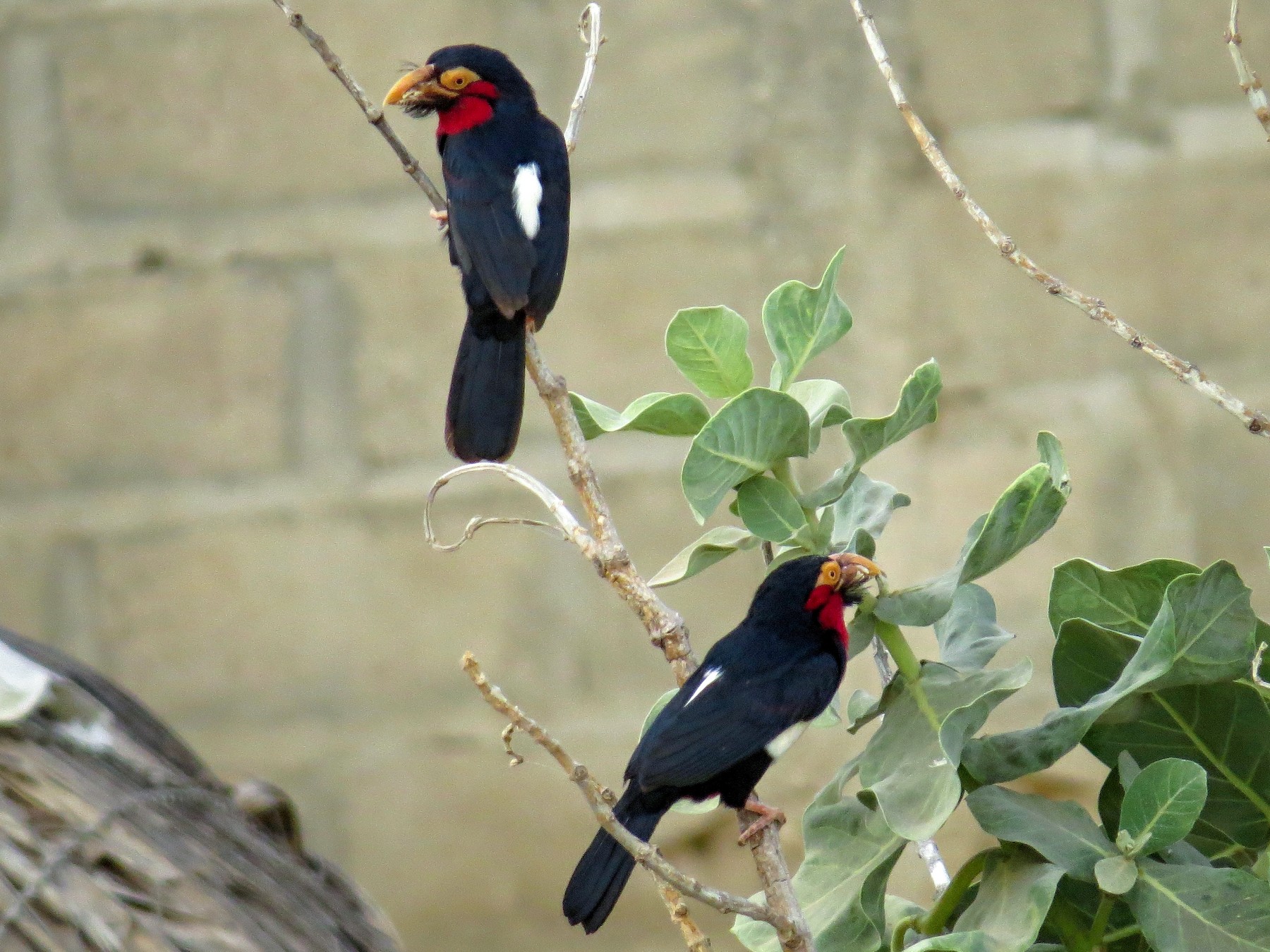 Bearded Barbet - eBird