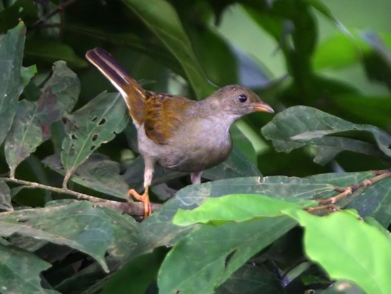 Yellow-footed Honeyguide - eBird