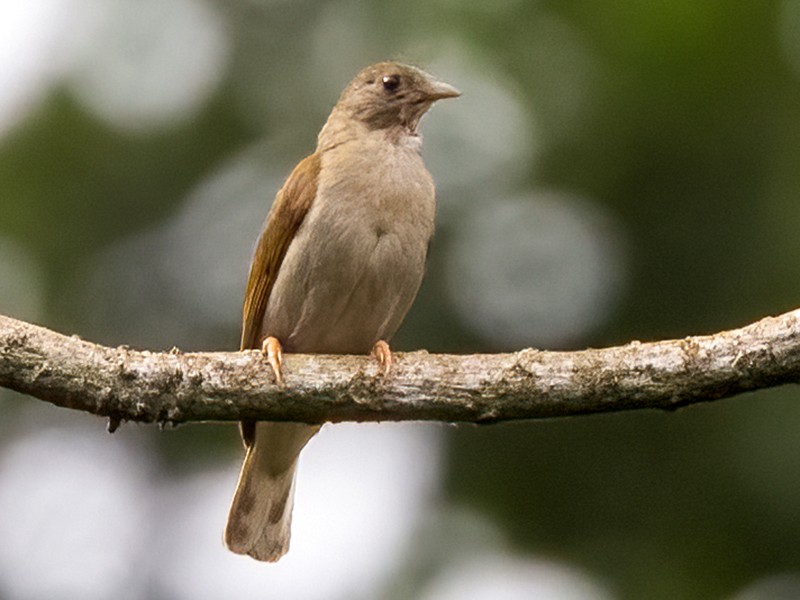 Yellow-footed Honeyguide - eBird