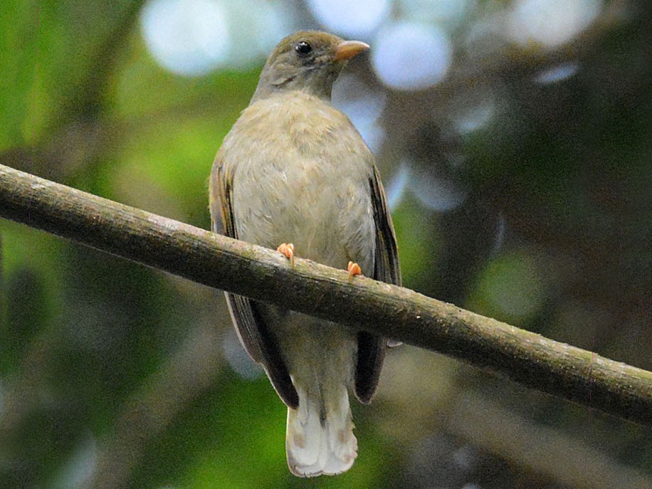 Yellow-footed Honeyguide - eBird