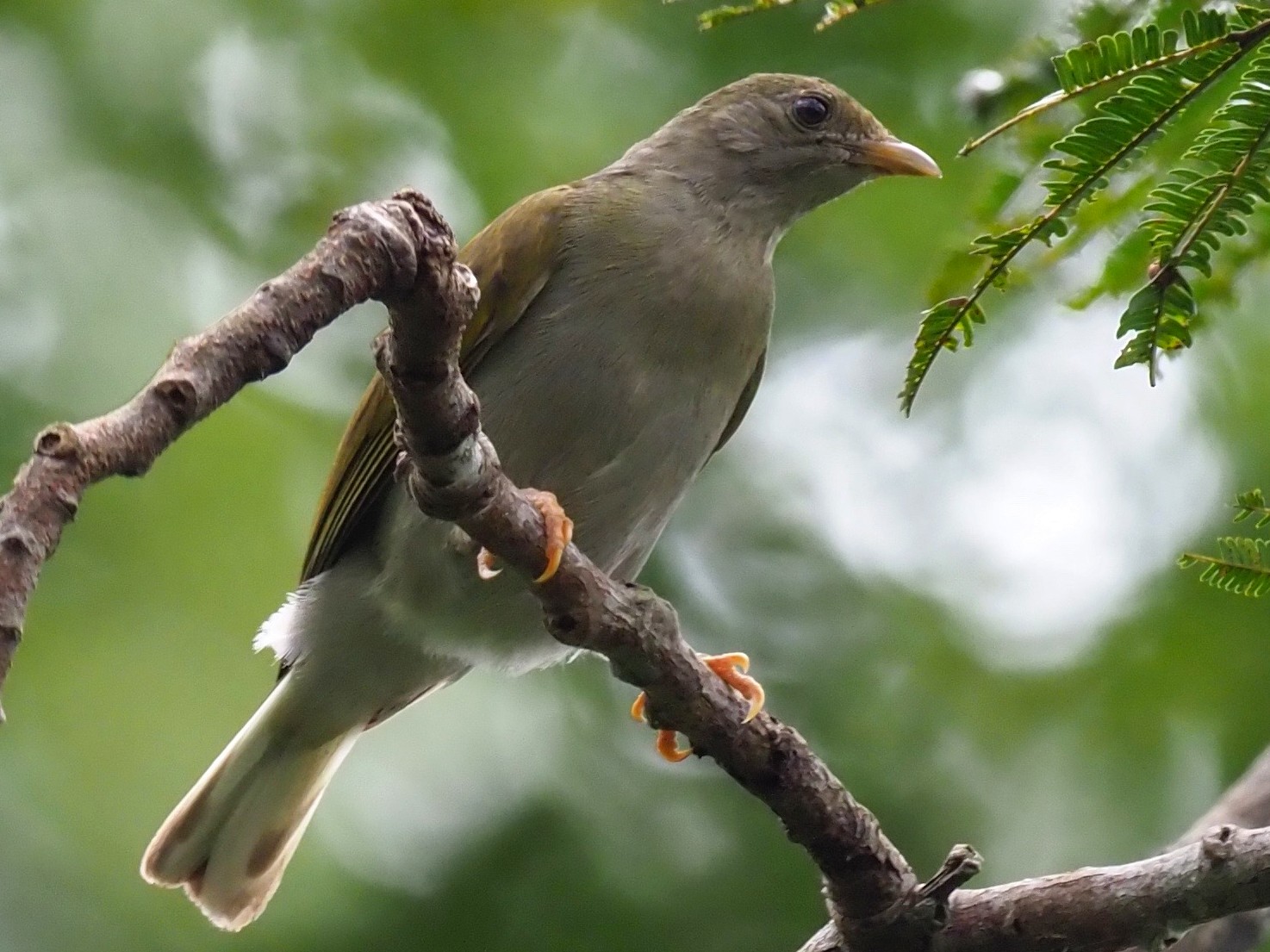 Yellow-footed Honeyguide - eBird