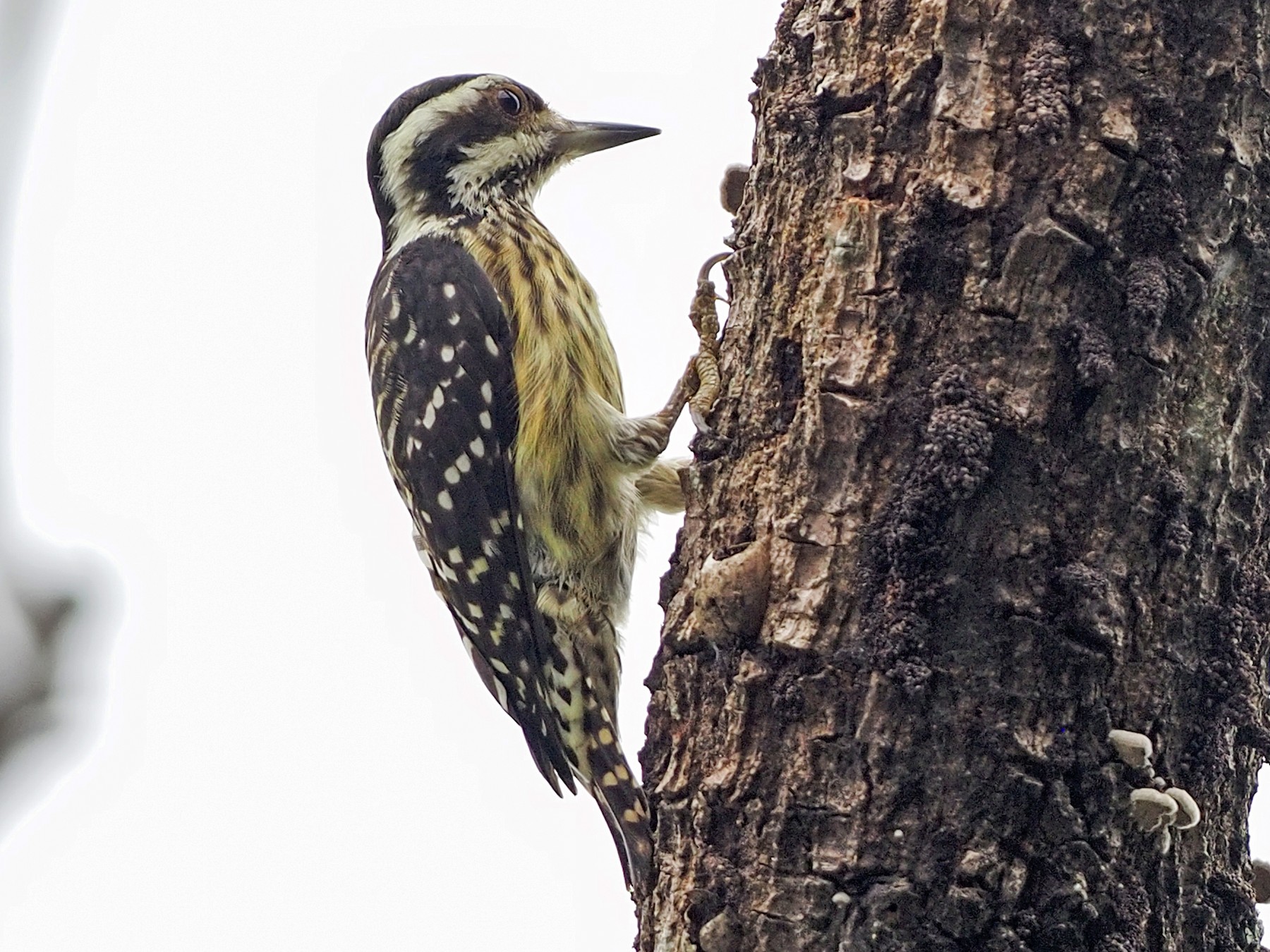 Philippine Pygmy Woodpecker - eBird