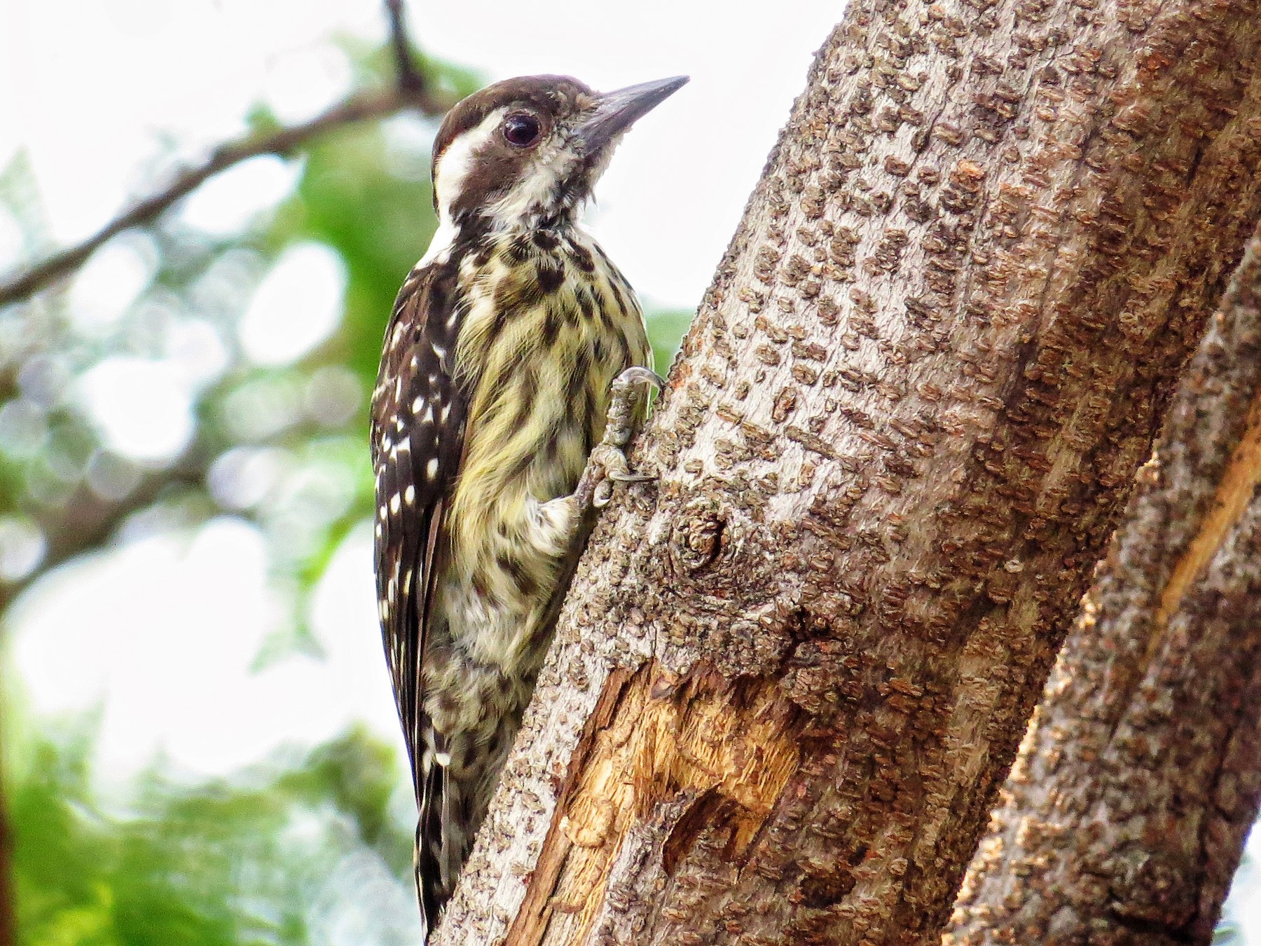 Philippine Pygmy Woodpecker - eBird