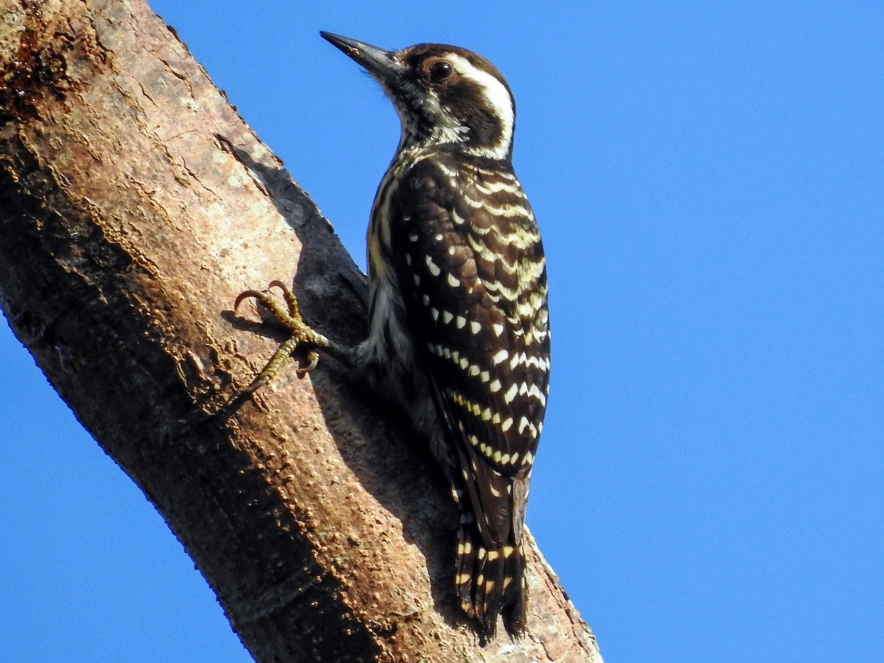Philippine Pygmy Woodpecker - eBird